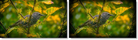 BCC+ Vignette | Boris FX